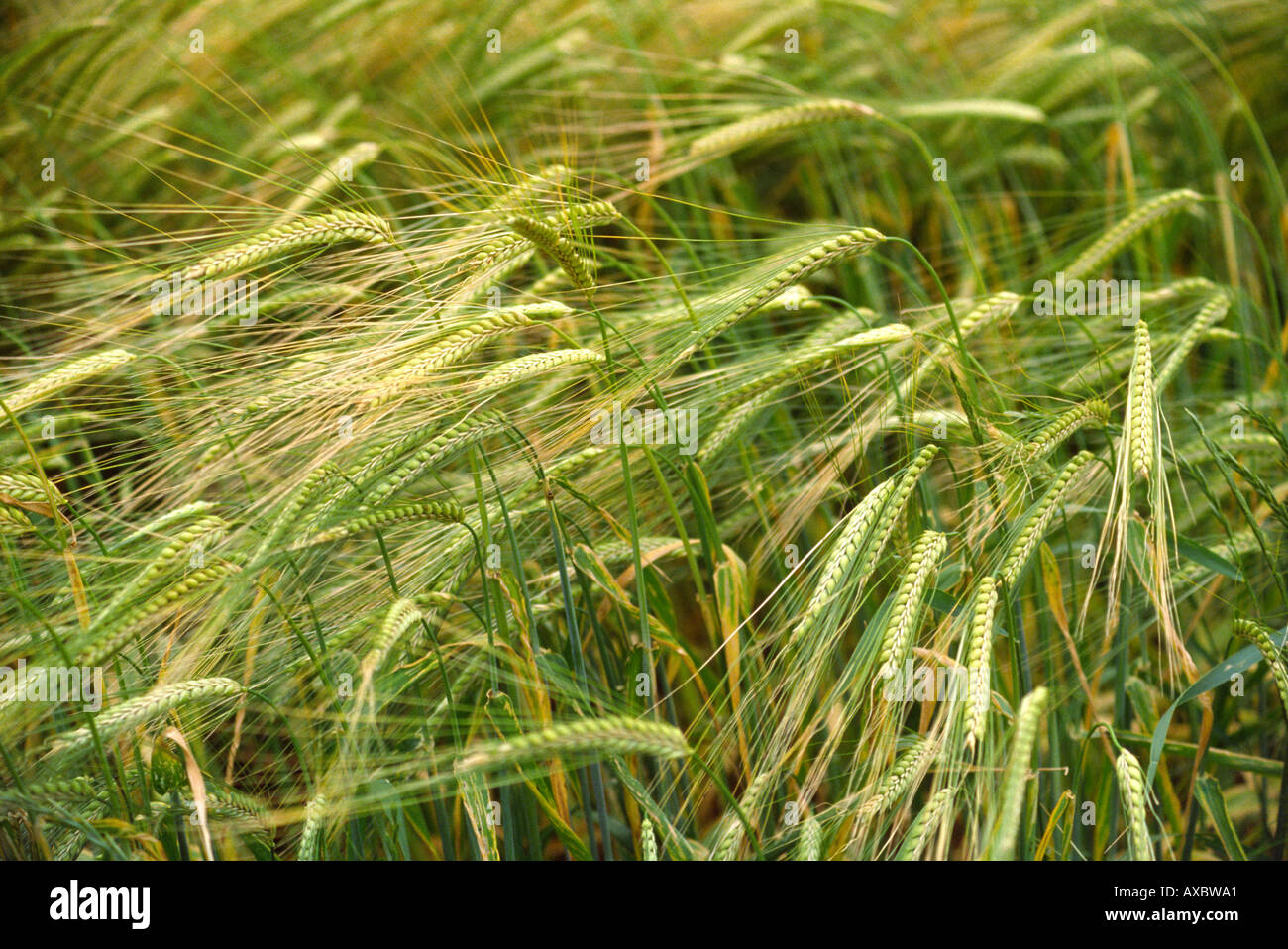 Growing barley for beer hi-res stock photography and images - Alamy