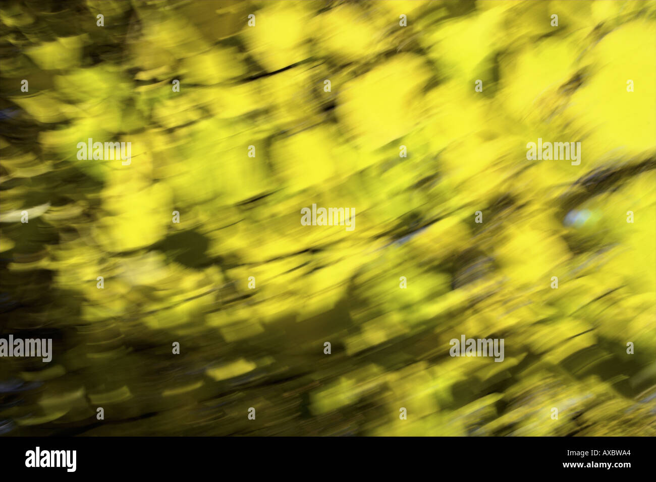 horizontal image of tree branch and leaves during autumn Stock Photo ...