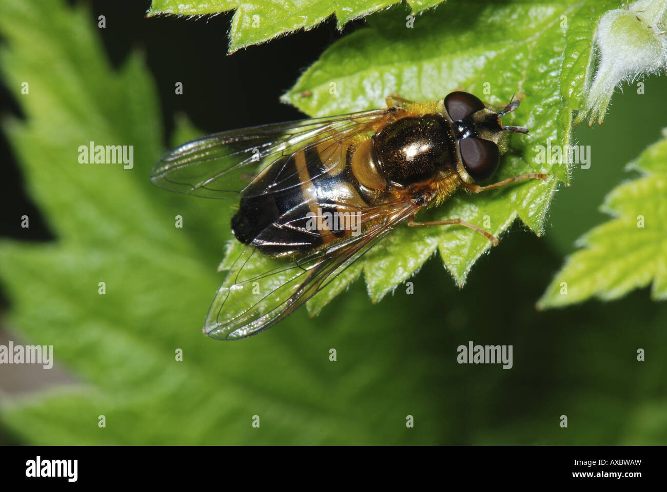 Epistrophe (Epistrophe eligans), sitting on a leaf Stock Photo - Alamy