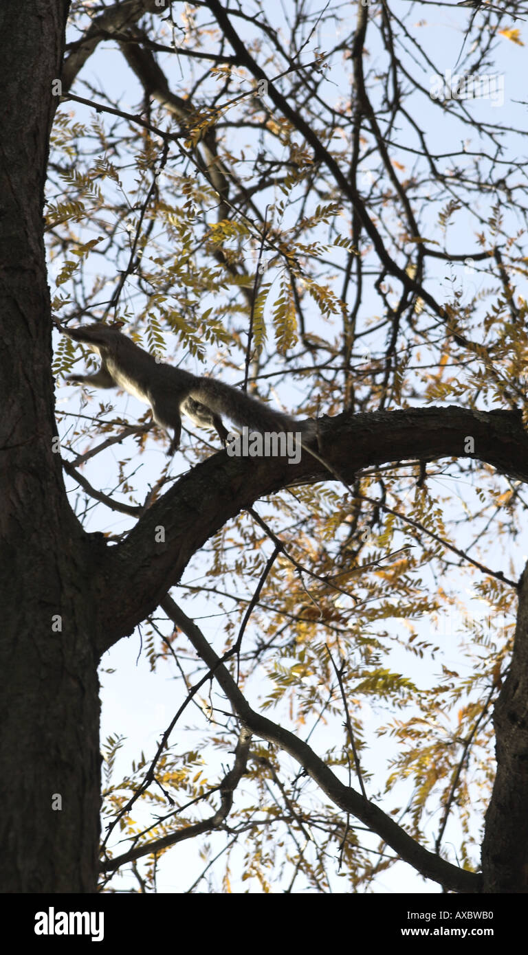 Squirrel jumping from tree tree hi-res stock photography and images - Alamy