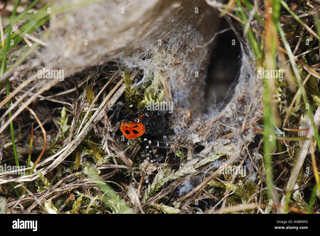 Ladybird spider (Eresus sandaliatus), in front of its web Stock Photo ...