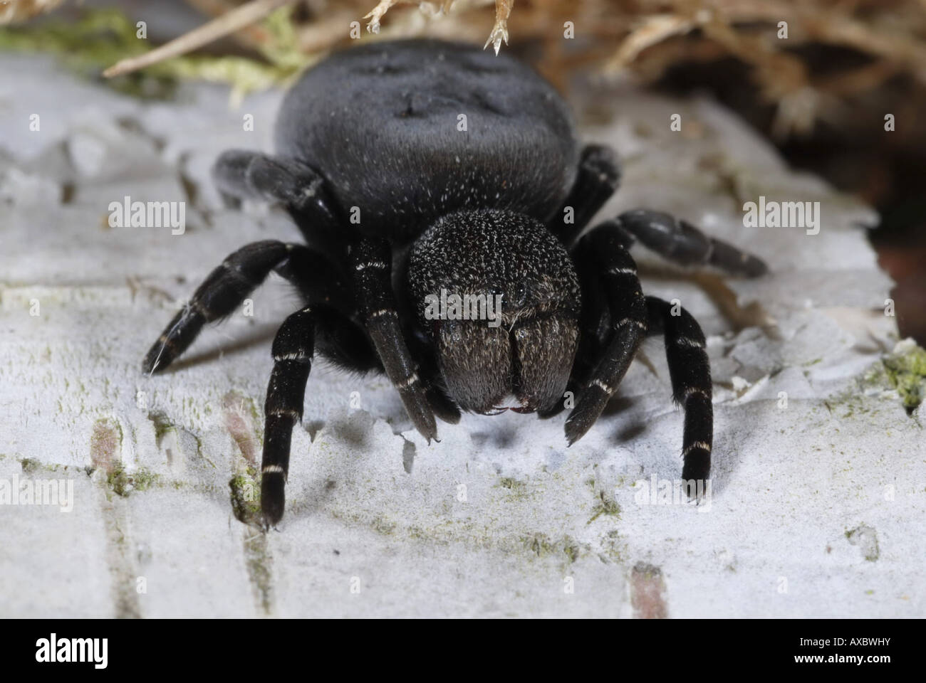 Ladybird spider (Eresus sandaliatus), female Stock Photo - Alamy