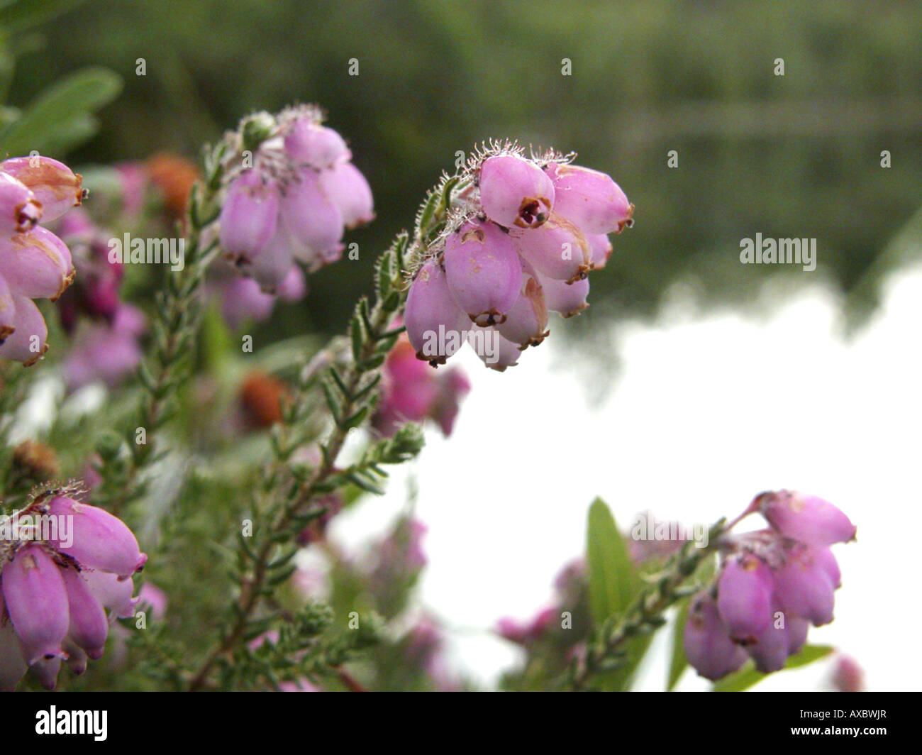 cross-leaved heath (Erica tetralix), bluehend Stock Photo - Alamy