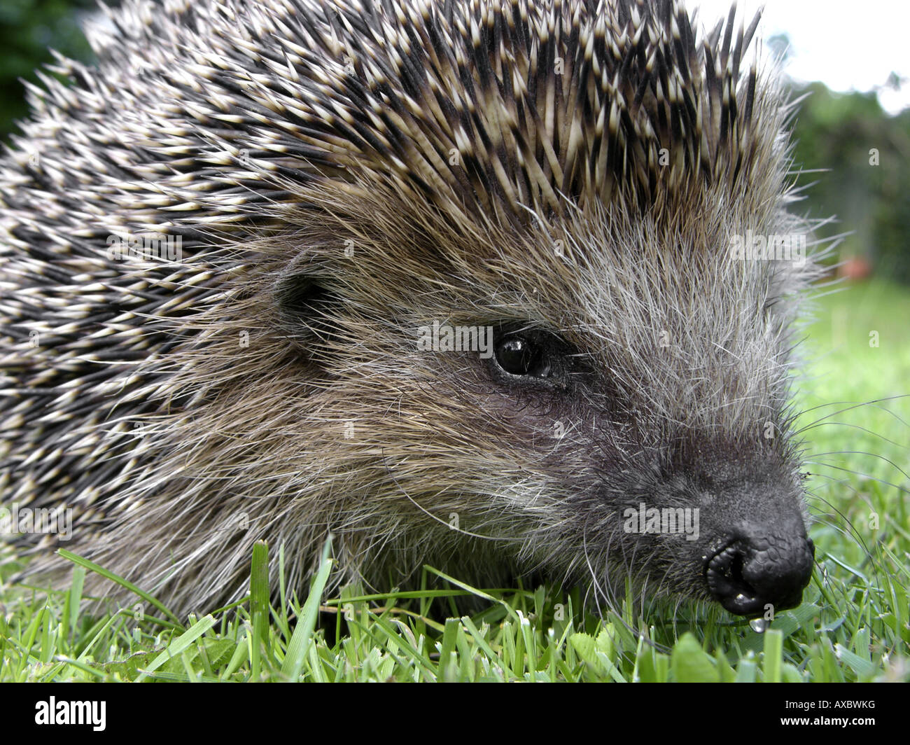 western hedgehog, European hedgehog (Erinaceus europaeus), portrait ...