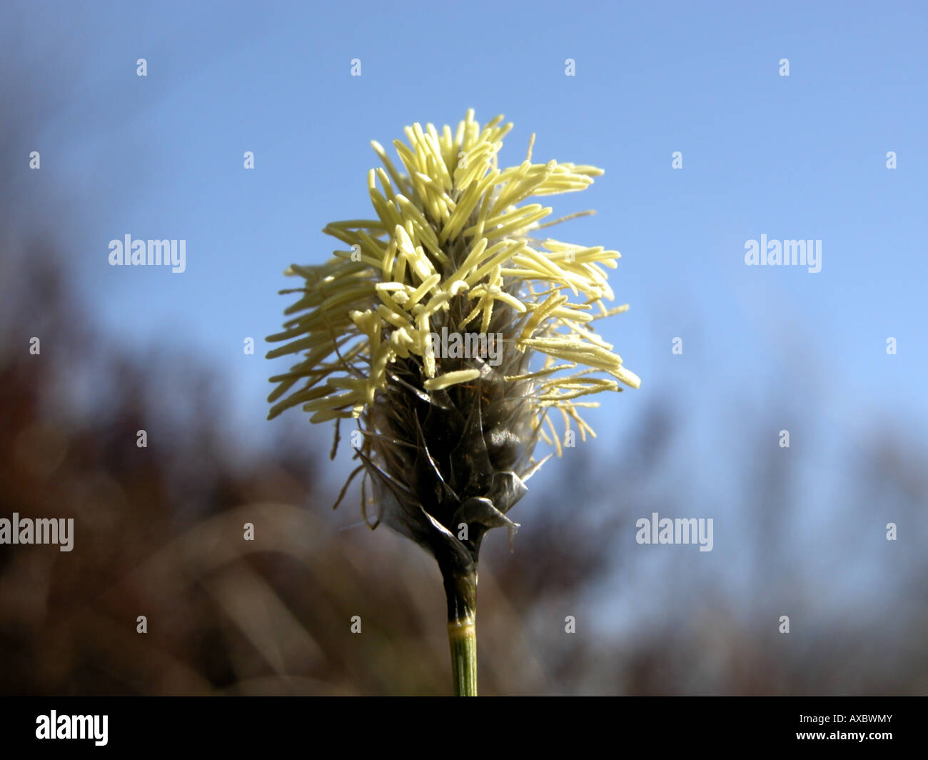 Cotton inflorescences hi-res stock photography and images - Alamy