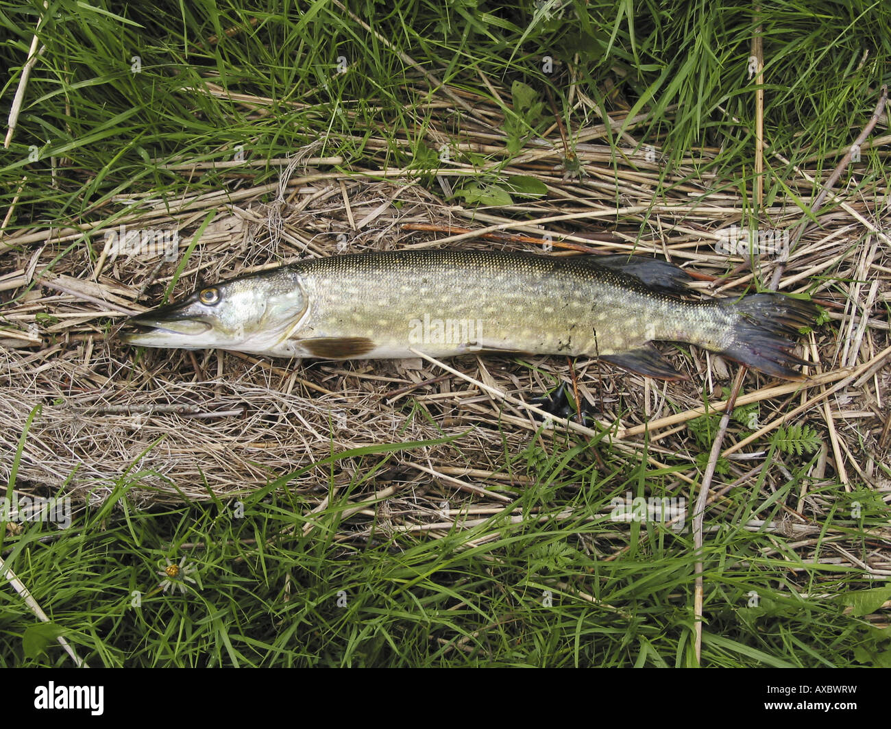 Dead pike hi-res stock photography and images - Alamy