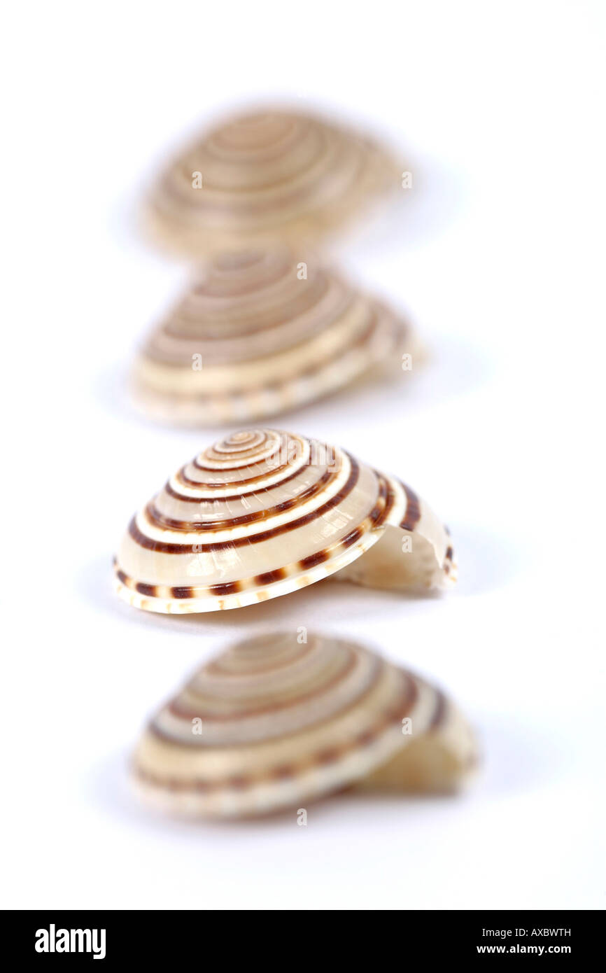 Arrangement of shells Cut Out Stock Images & Pictures - Alamy