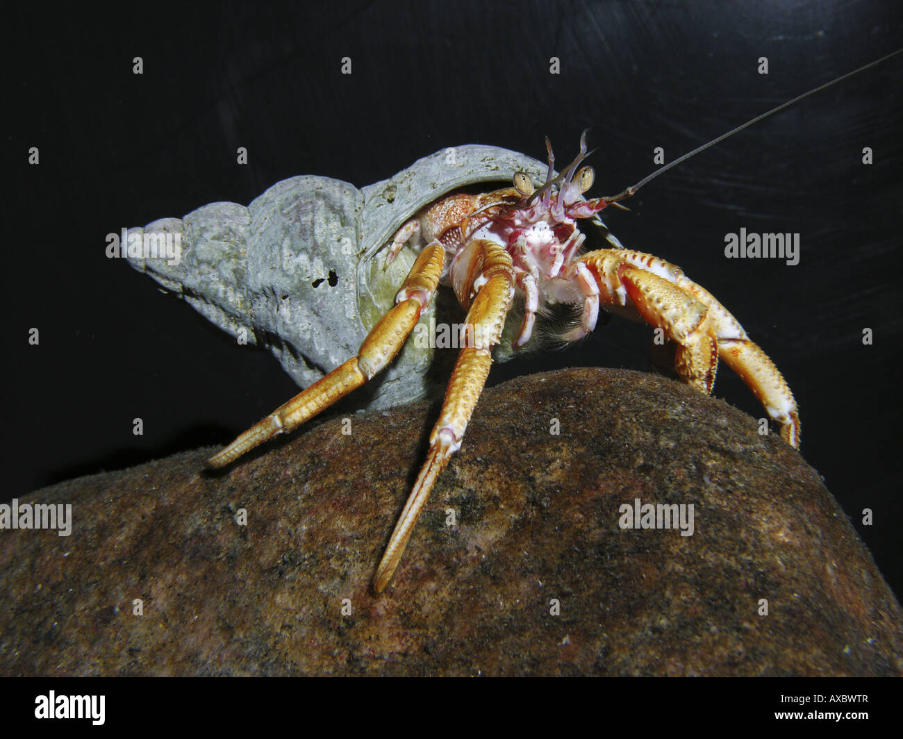 large hermit crab, common hermit crab, soldier crab, Bernhard's hermit ...