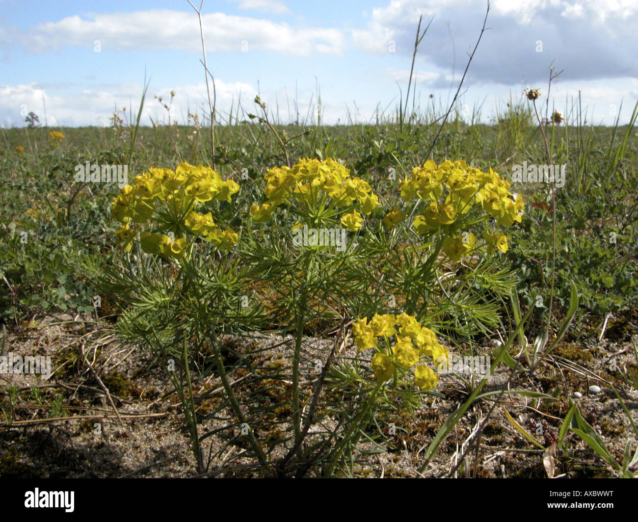 cypress spurge (Euphorbia cyparissias), blooming plants Stock Photo - Alamy