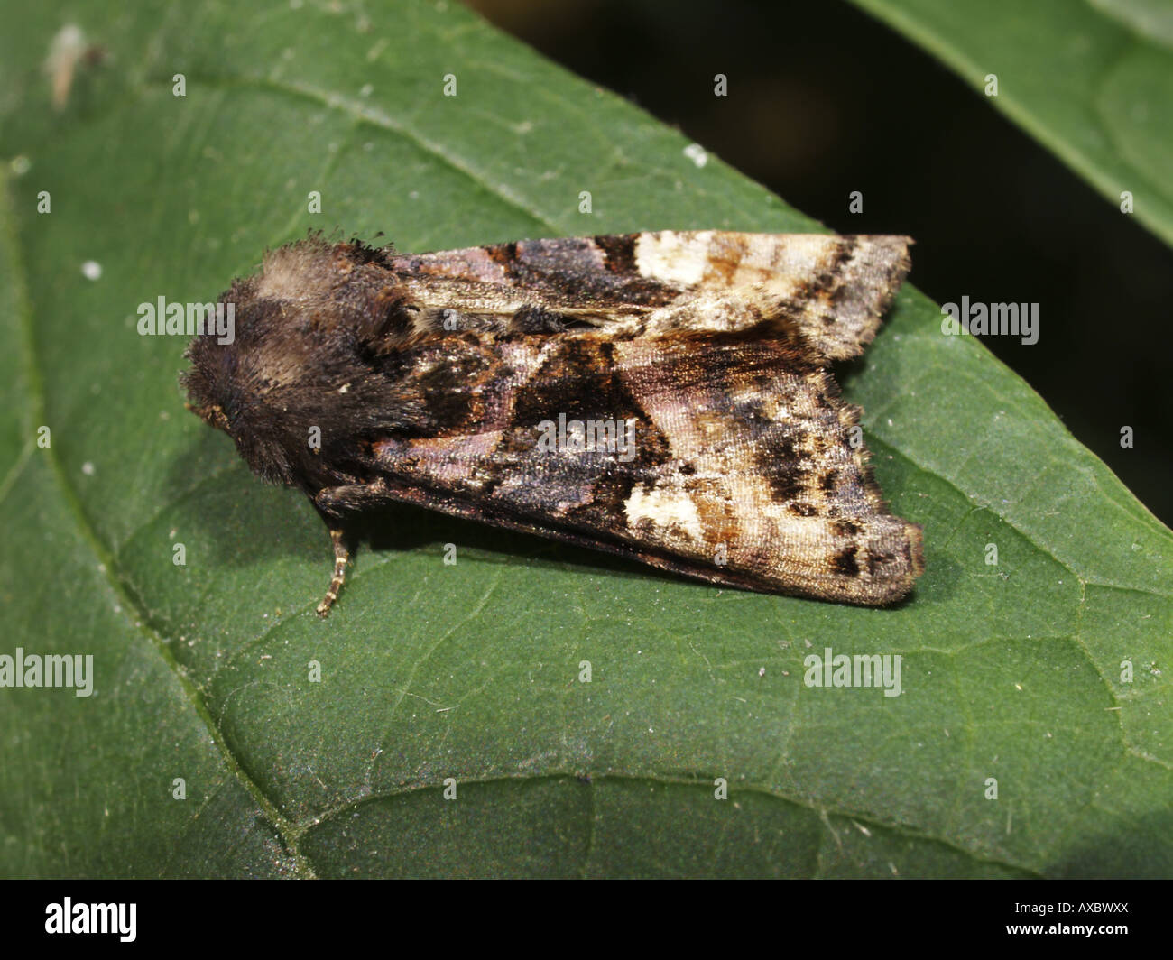Small Angle Shades (Euplexia lucipara), sitting on a leaf Stock Photo ...