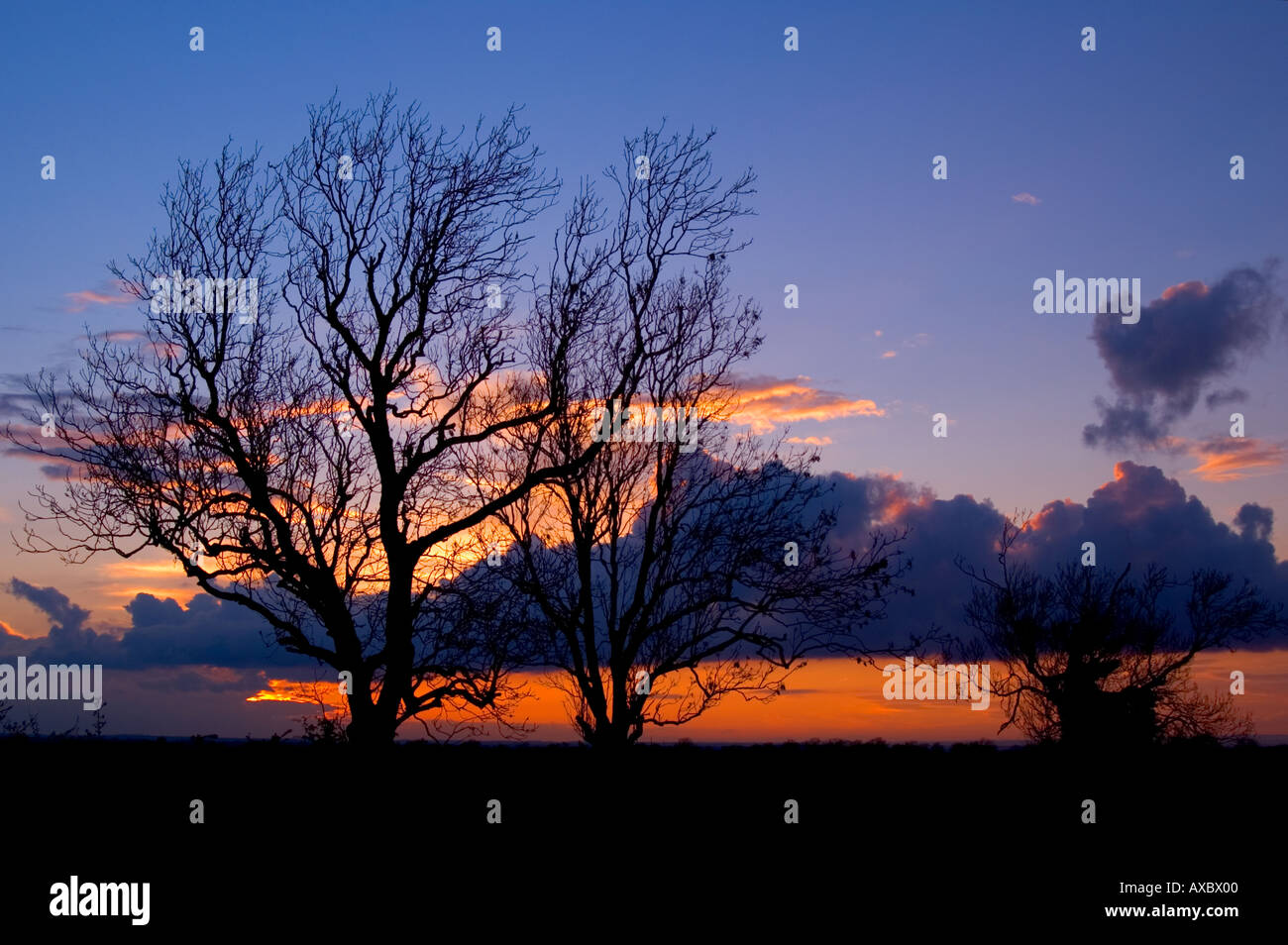 Dead trees sunset silhouetted hi-res stock photography and images - Alamy