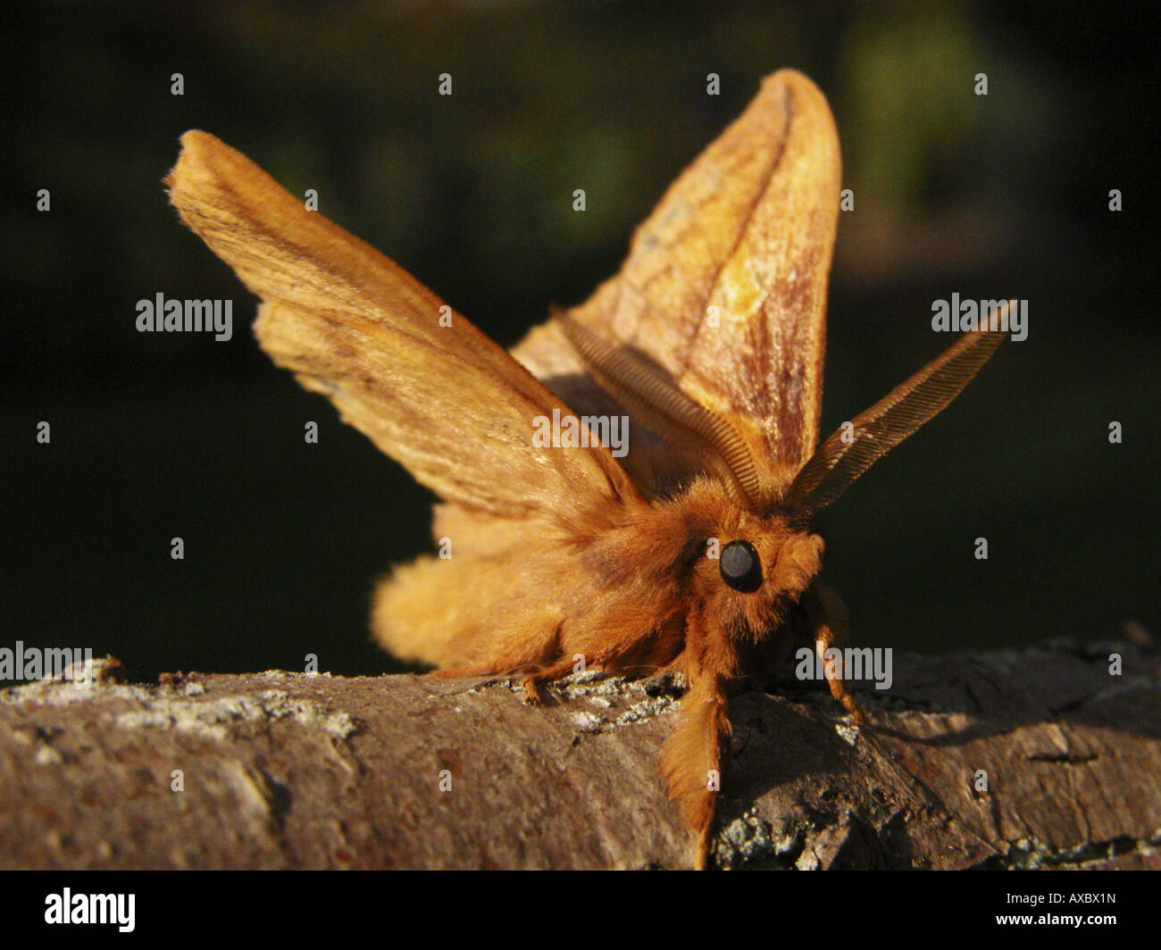 The Drinker (Euthrix potatoria), sitting on a twig Stock Photo - Alamy