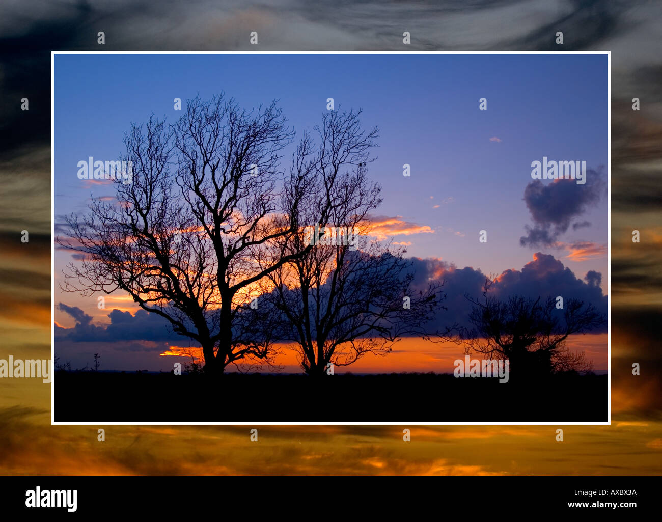 Dead trees sunset silhouetted hi-res stock photography and images - Alamy