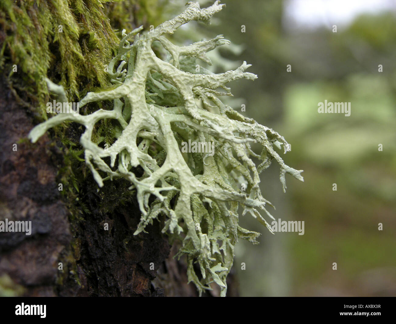 Thallophytes hi-res stock photography and images - Alamy