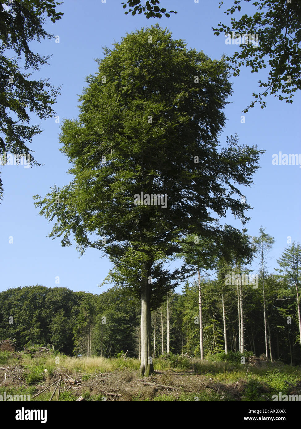 Monumental beech hi-res stock photography and images - Alamy