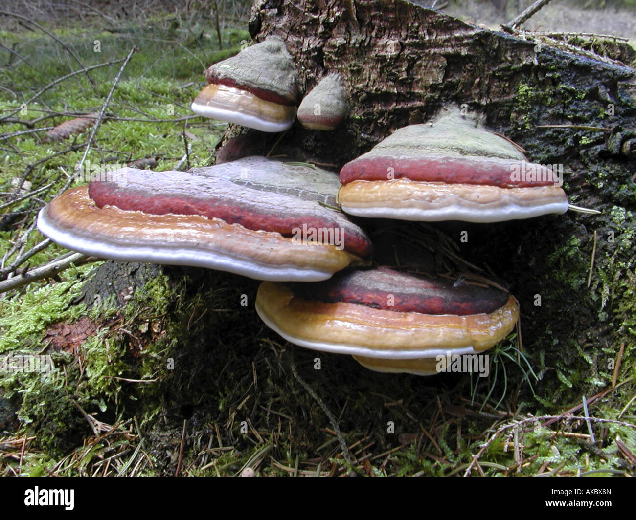 brown crumbly rot, red banded polypore (Fomitopsis pinicola), fruiting ...