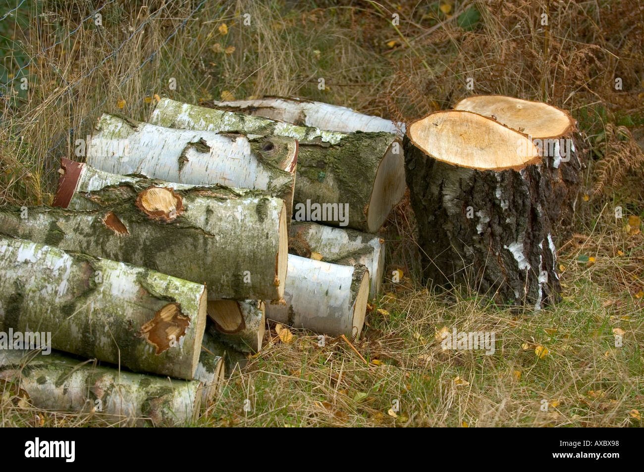 Recently cut birch logs hi-res stock photography and images - Alamy