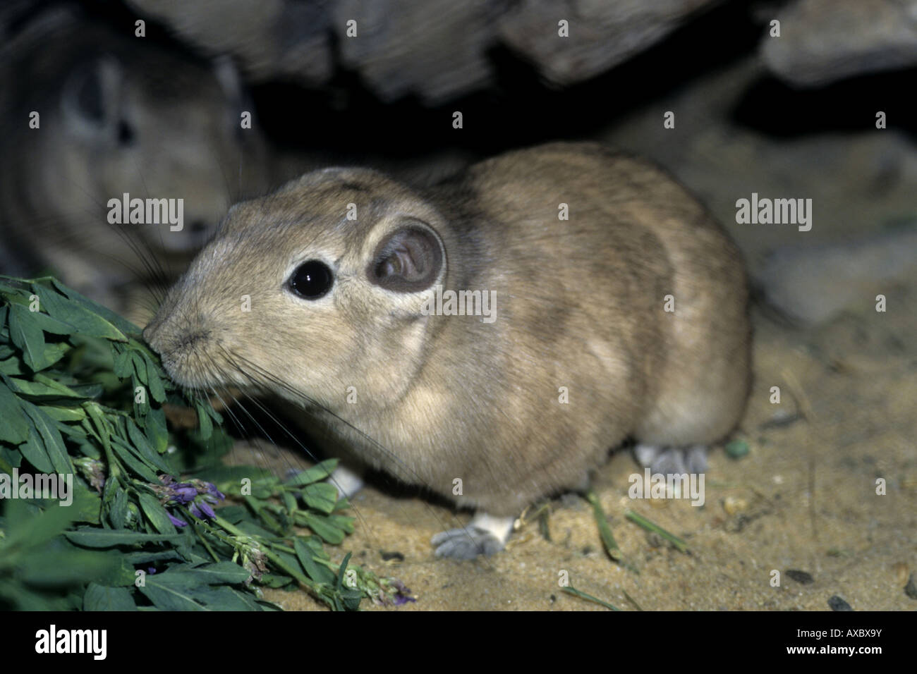 Gundi ctenodactylus gundi hi-res stock photography and images - Alamy