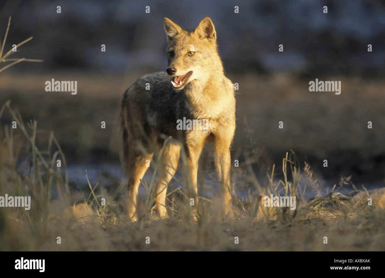 golden jackal (Canis aureus), standing, looking watchfully Stock Photo ...