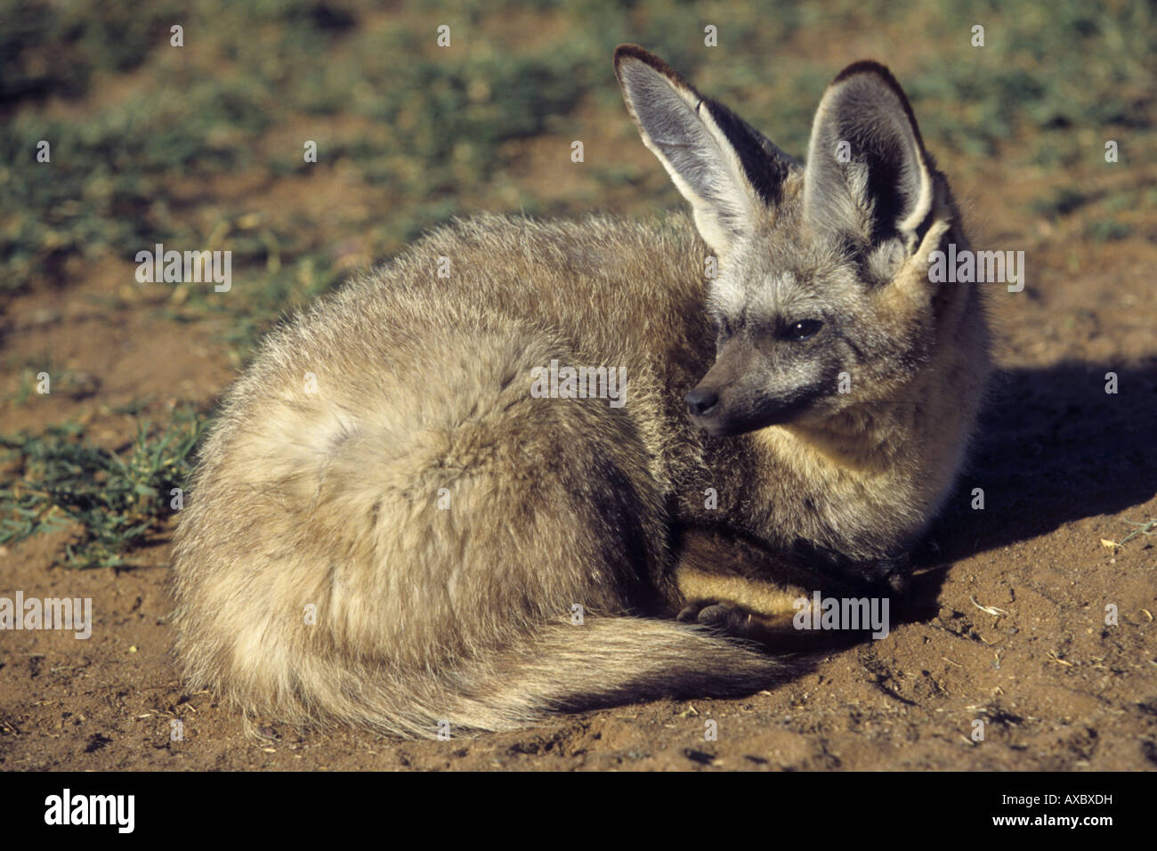 bat-eared fox (Otocyon megalotis), resting, Namibia Stock Photo - Alamy
