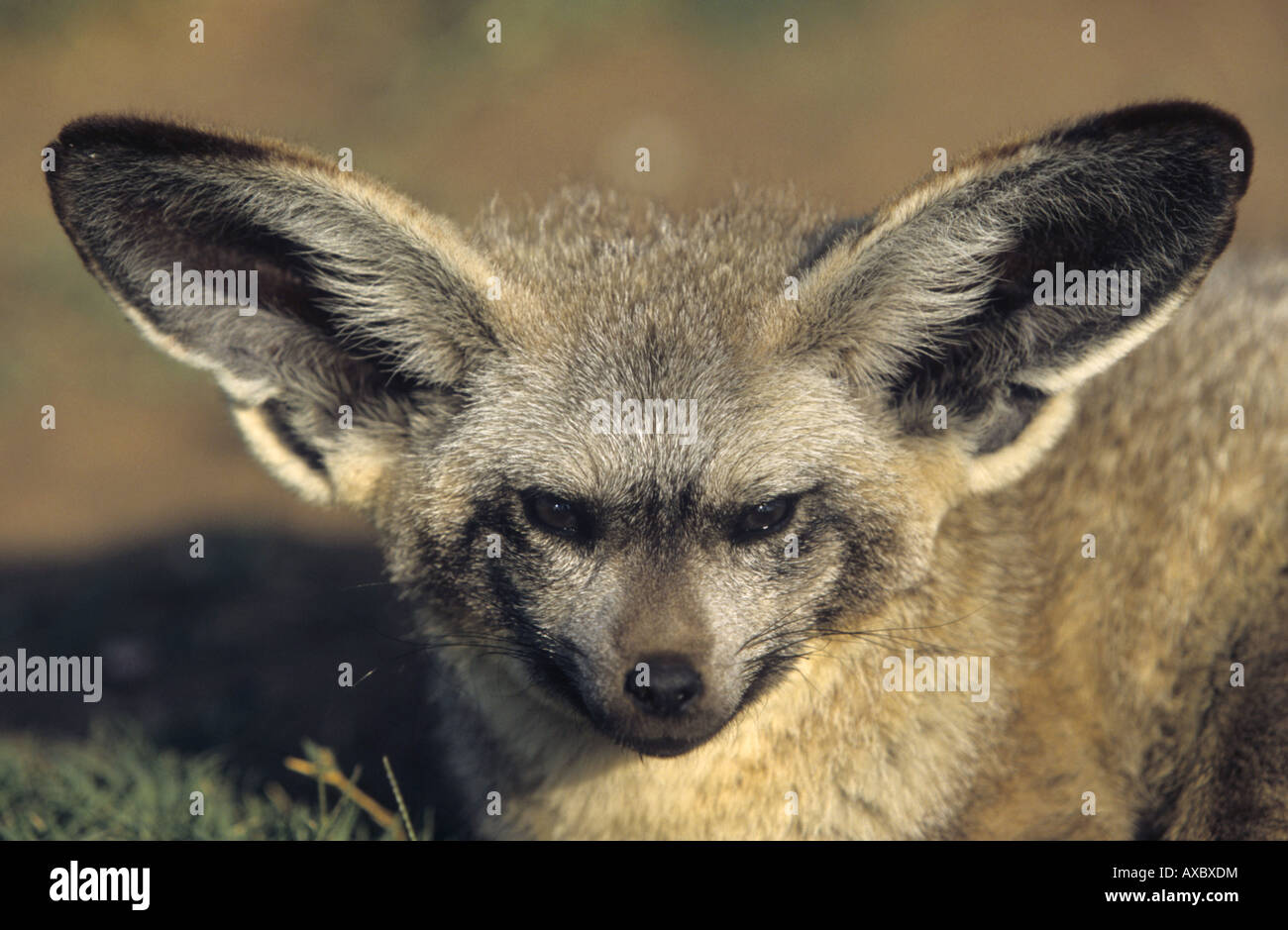 bat-eared fox (Otocyon megalotis), portrait with big ears, Namibia ...