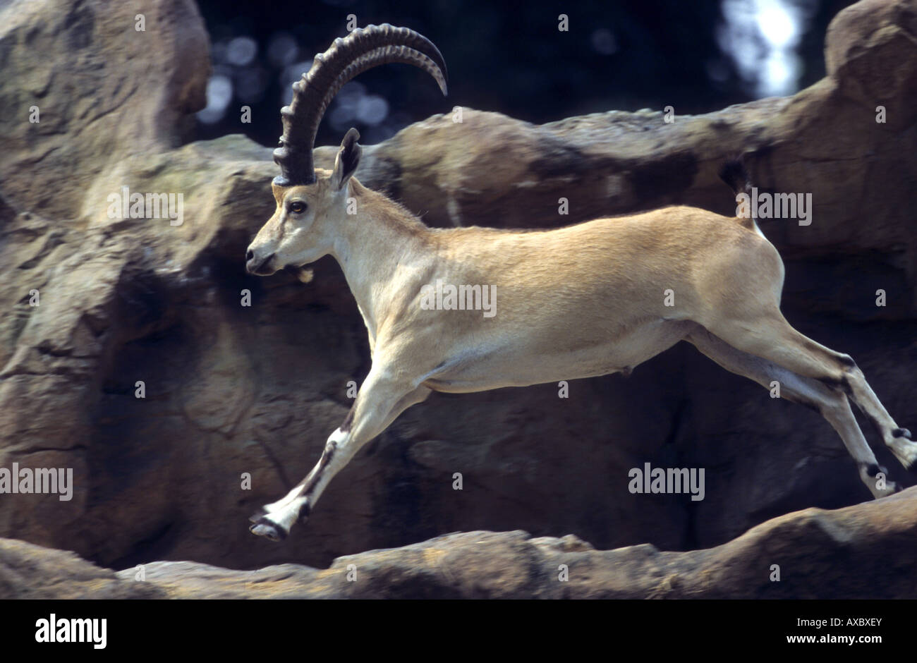 Nubian ibex (Capra nubiana, Capra ibex nubiana), jumping Stock Photo ...