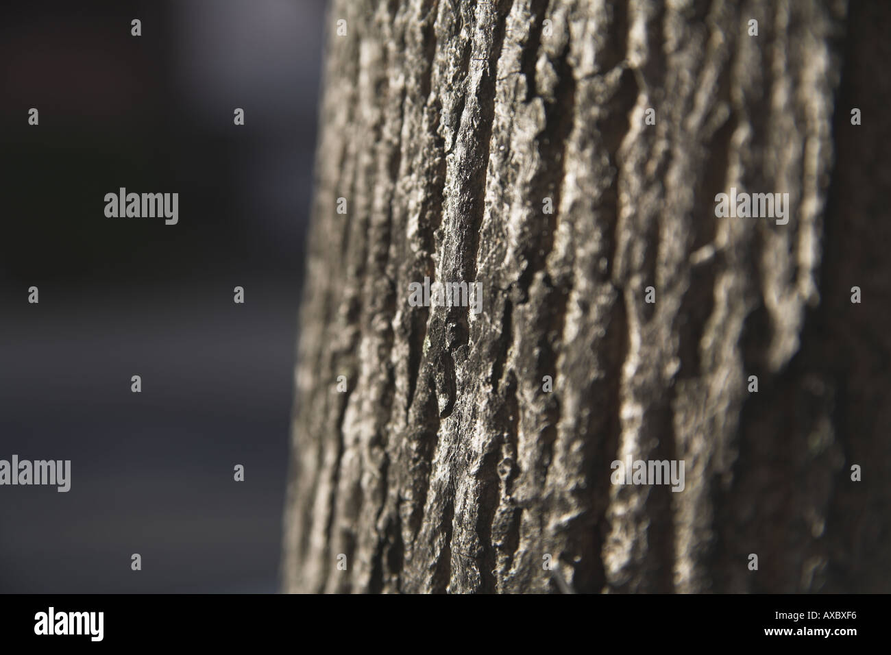 Horizontal lines on bark hi-res stock photography and images - Alamy
