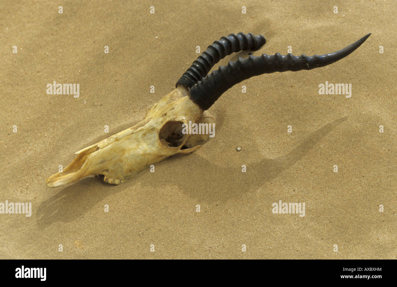 springbuck, springbok (Antidorcas marsupialis), skull, South Africa ...