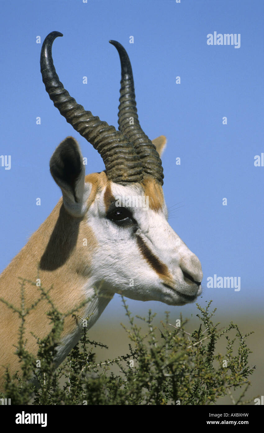 springbuck, springbok (Antidorcas marsupialis), portrait, South Africa ...