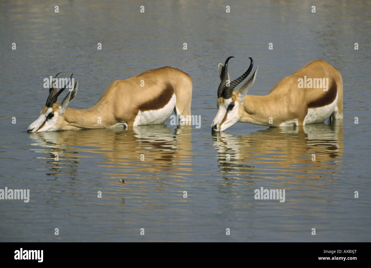 springbuck, springbok (Antidorcas marsupialis), drinking, standing in ...