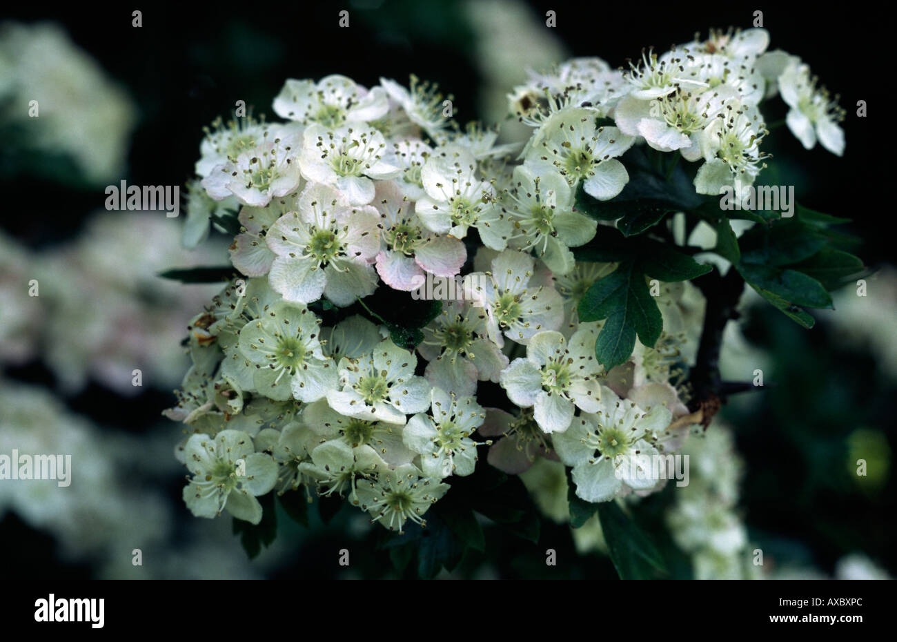 May Blossom Stock Photos & May Blossom Stock Images - Alamy