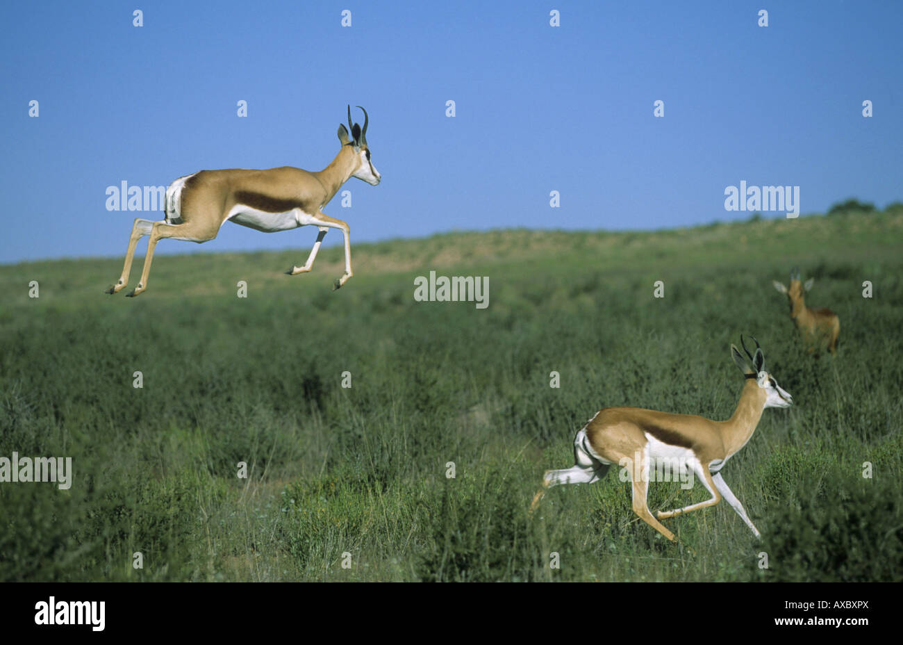 Springbok jumping south africa hi-res stock photography and images - Alamy