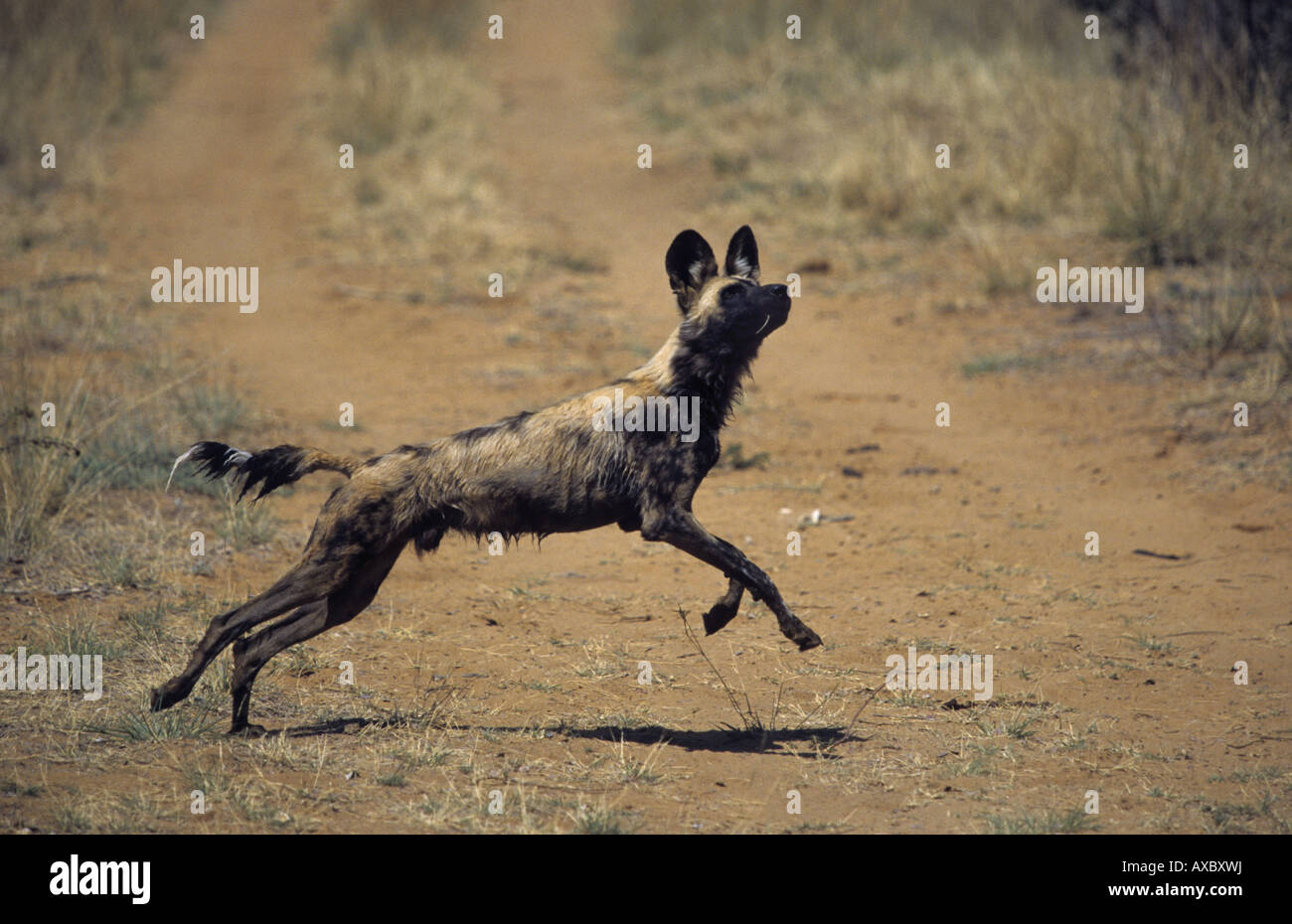 African wild dog (Lycaon pictus), hunting, Kenya, Serengeti Stock Photo ...