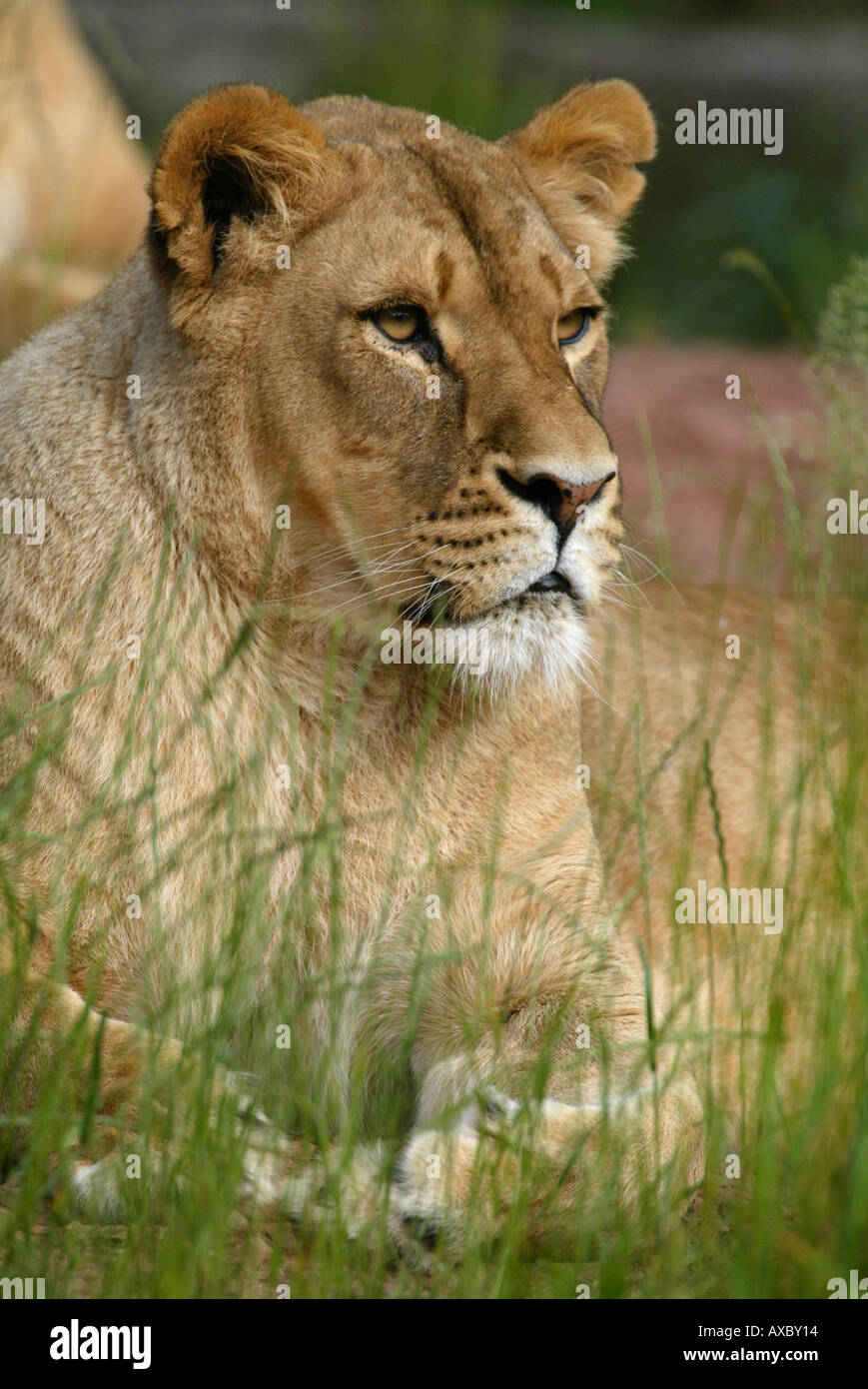 Lioness sitting and watching Stock Photo - Alamy