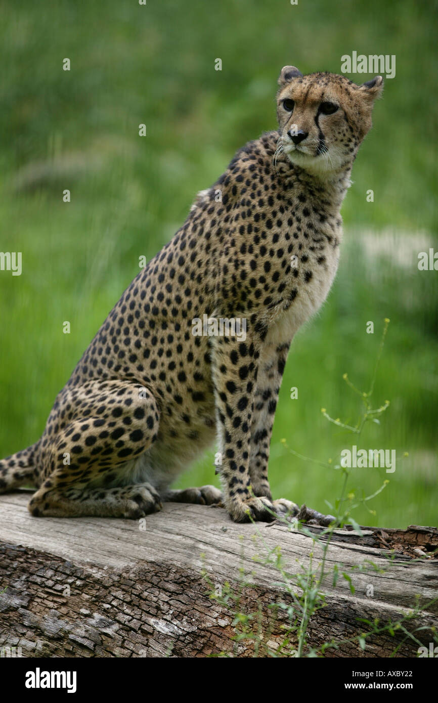 female Cheetah - Acinonyx jubatus Stock Photo - Alamy