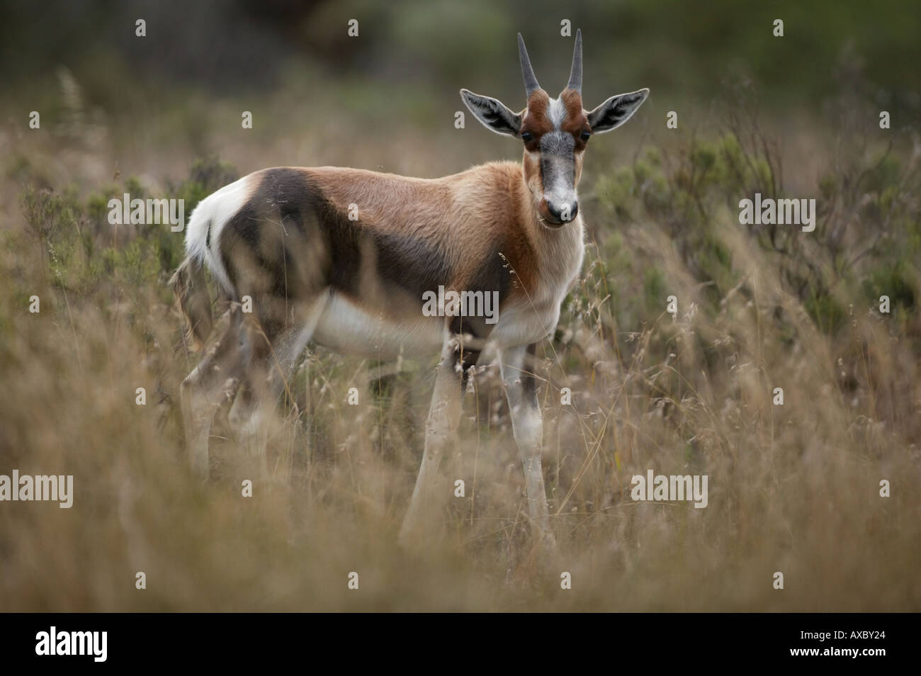 Damaliscus dorcas dorcas hi-res stock photography and images - Alamy