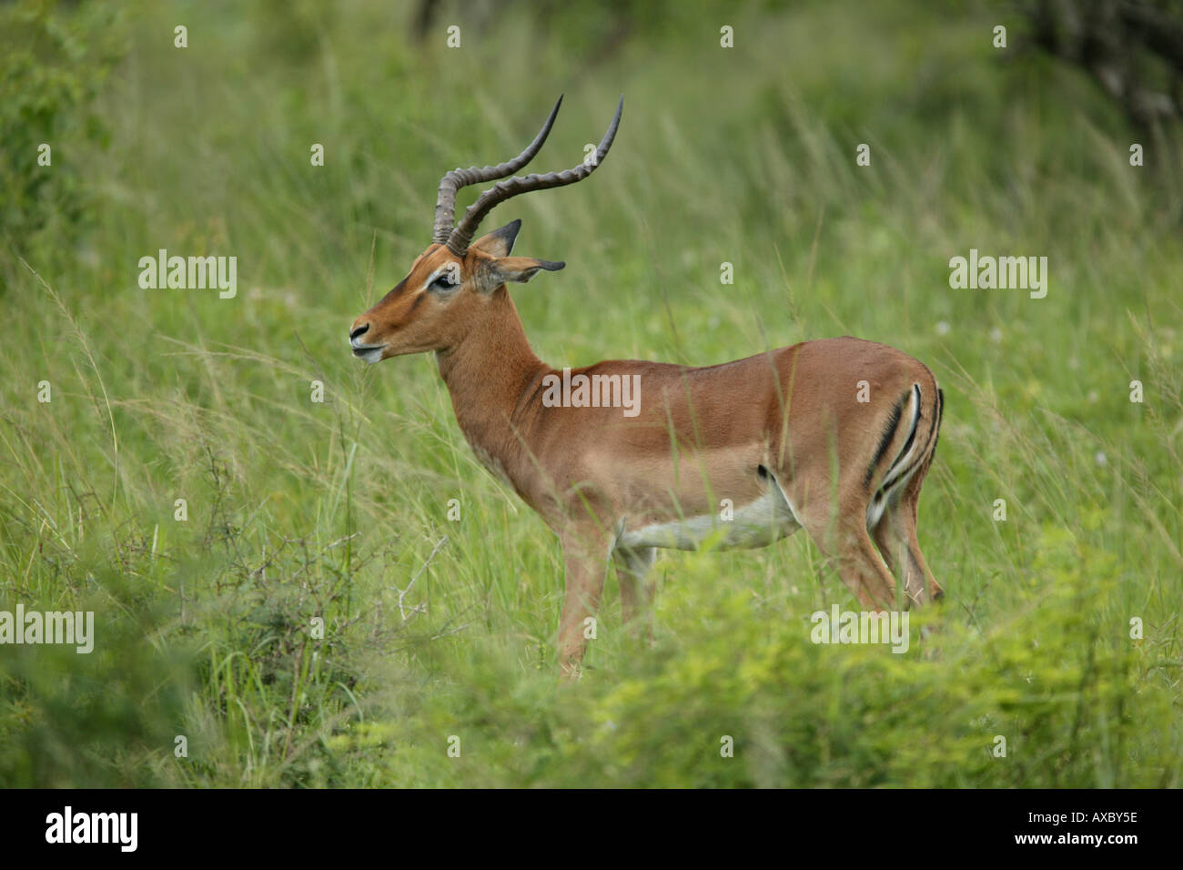 Close up impala aepyceros hi-res stock photography and images - Alamy