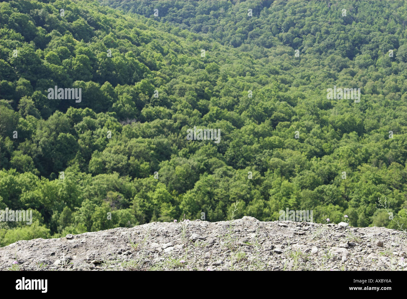 View of trees from ledge at top of mountain Stock Photo - Alamy