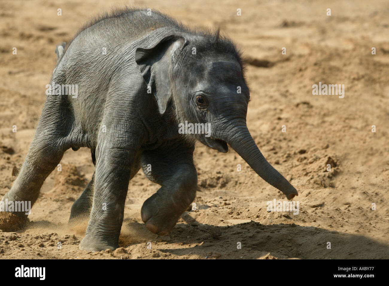 Indian elephant baby - Elephas maximus Stock Photo - Alamy
