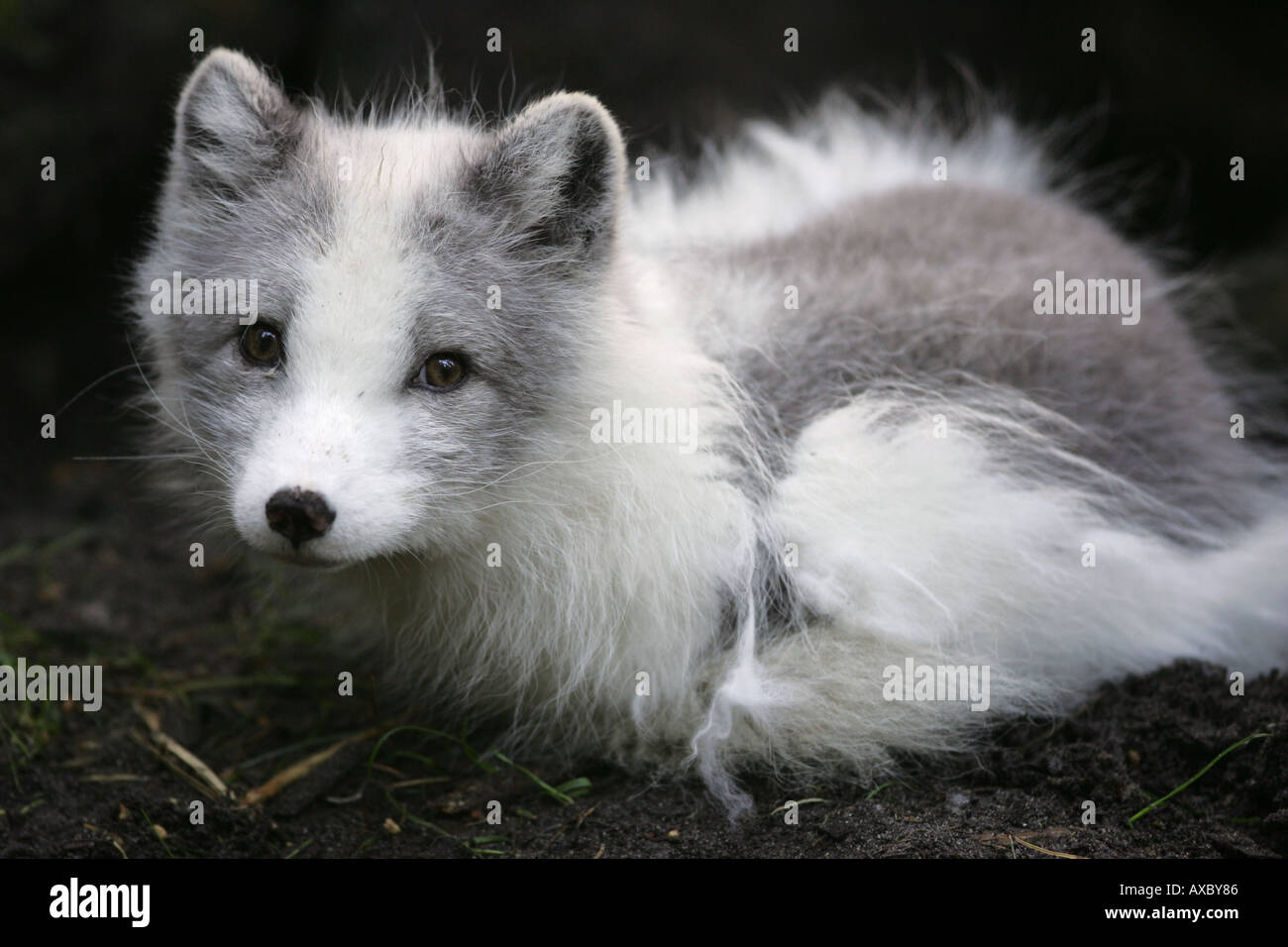 Alopex lagopus closeup hi-res stock photography and images - Alamy