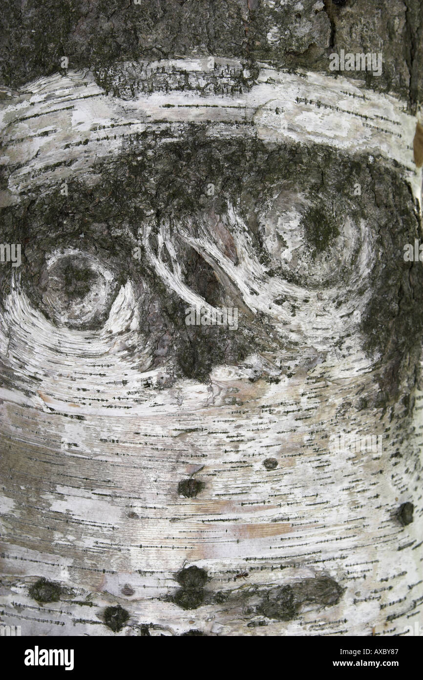 Owls face in birch tree, vertical image Stock Photo - Alamy