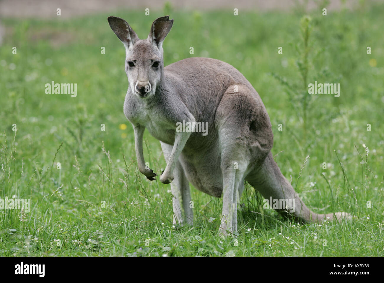 Red Kangaroo - Macropus rufus Stock Photo - Alamy