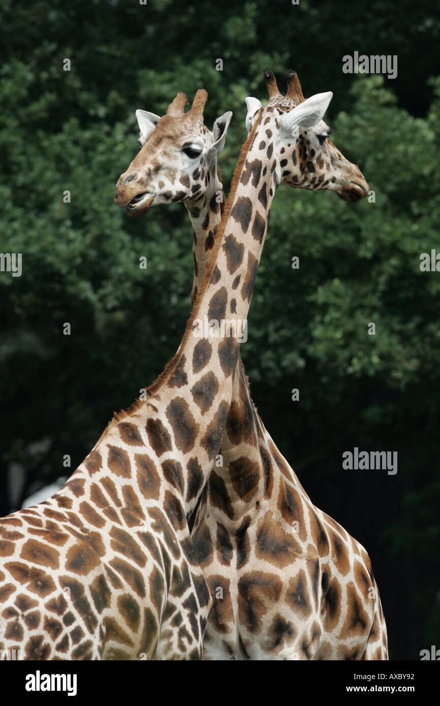 Two giraffes crossing hi-res stock photography and images - Alamy