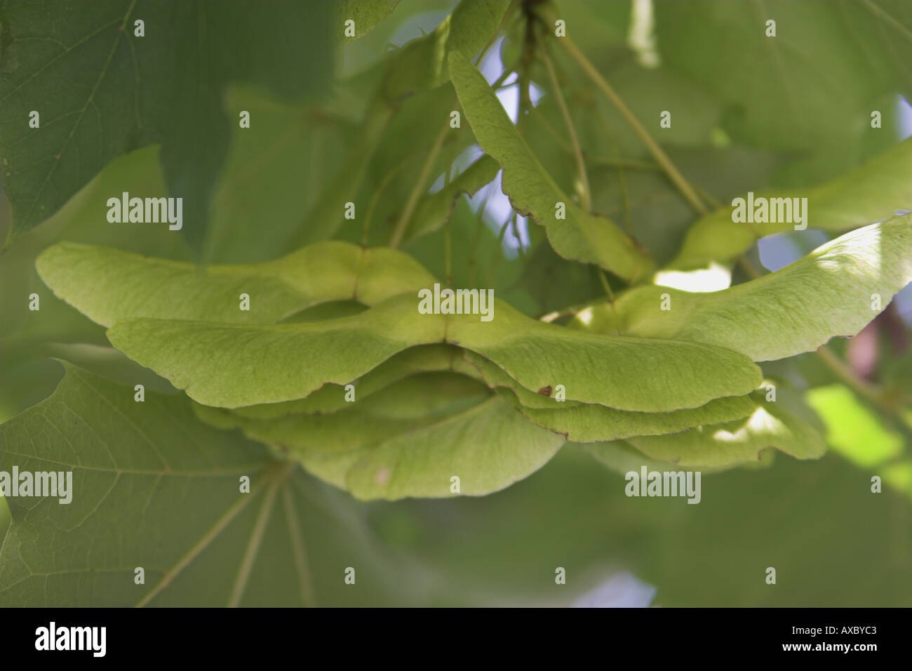 Pointed maple seeds hi-res stock photography and images - Alamy