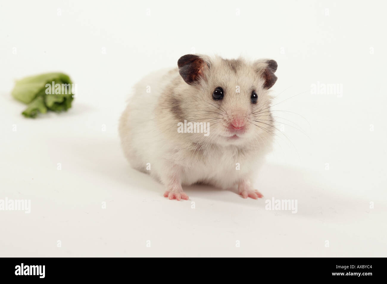 Hamster on white with some food in background Stock Photo - Alamy
