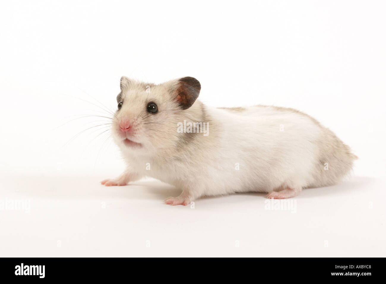 Hamster on white Stock Photo - Alamy