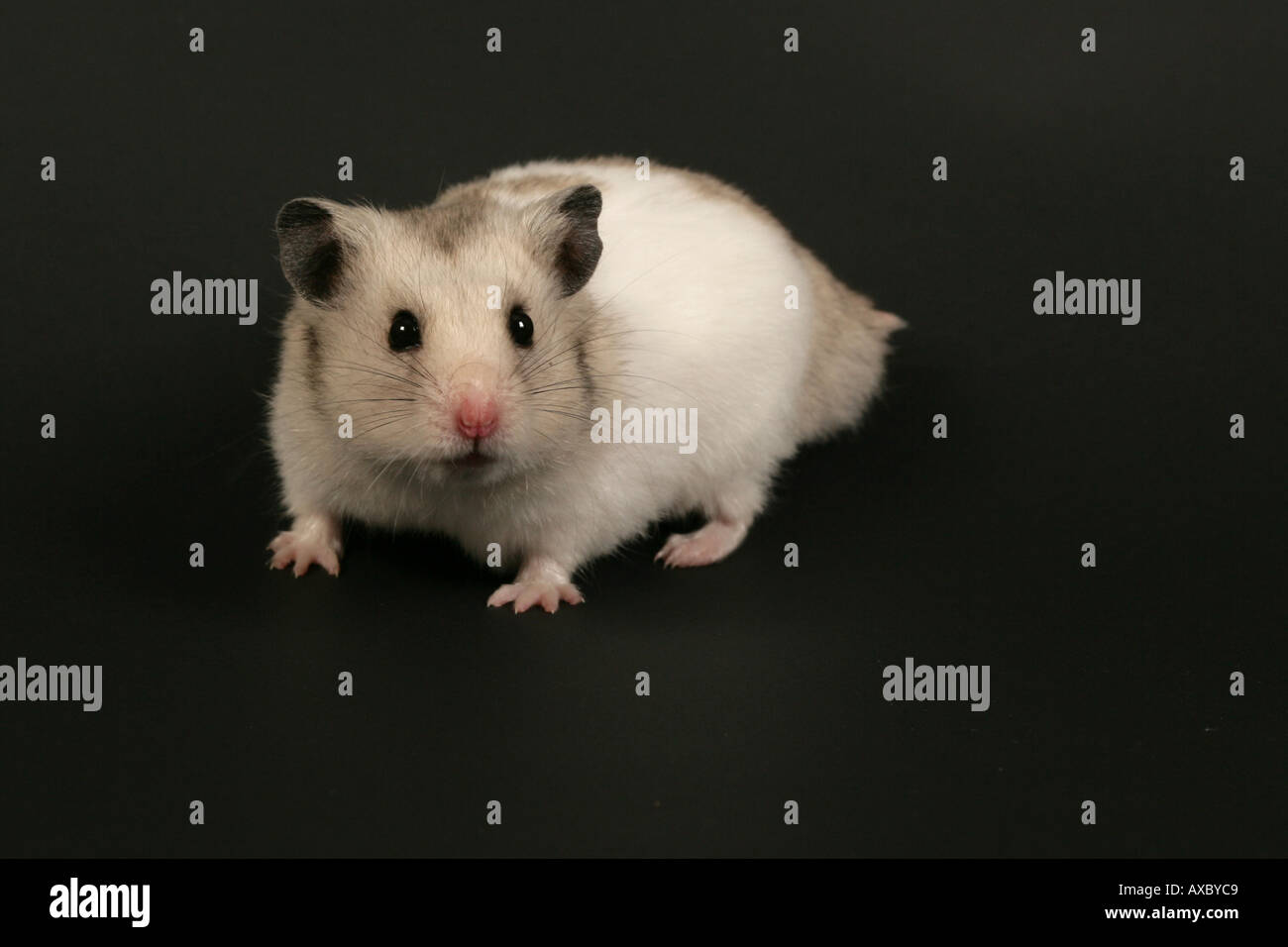 Black and white hamster hi-res stock photography and images - Alamy