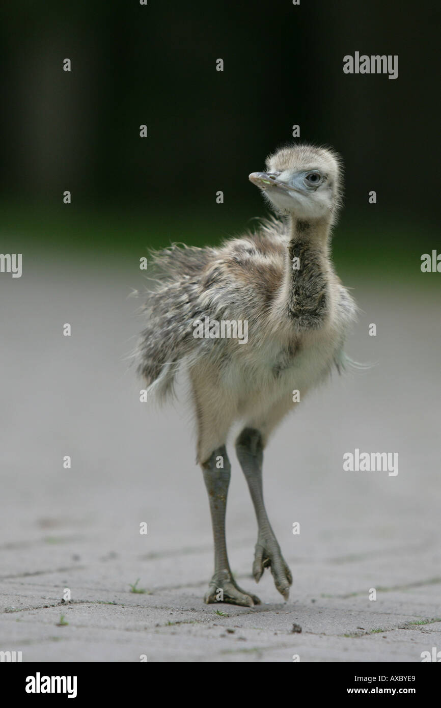 American Rhea or Common Rhea - Rhea americana Stock Photo - Alamy