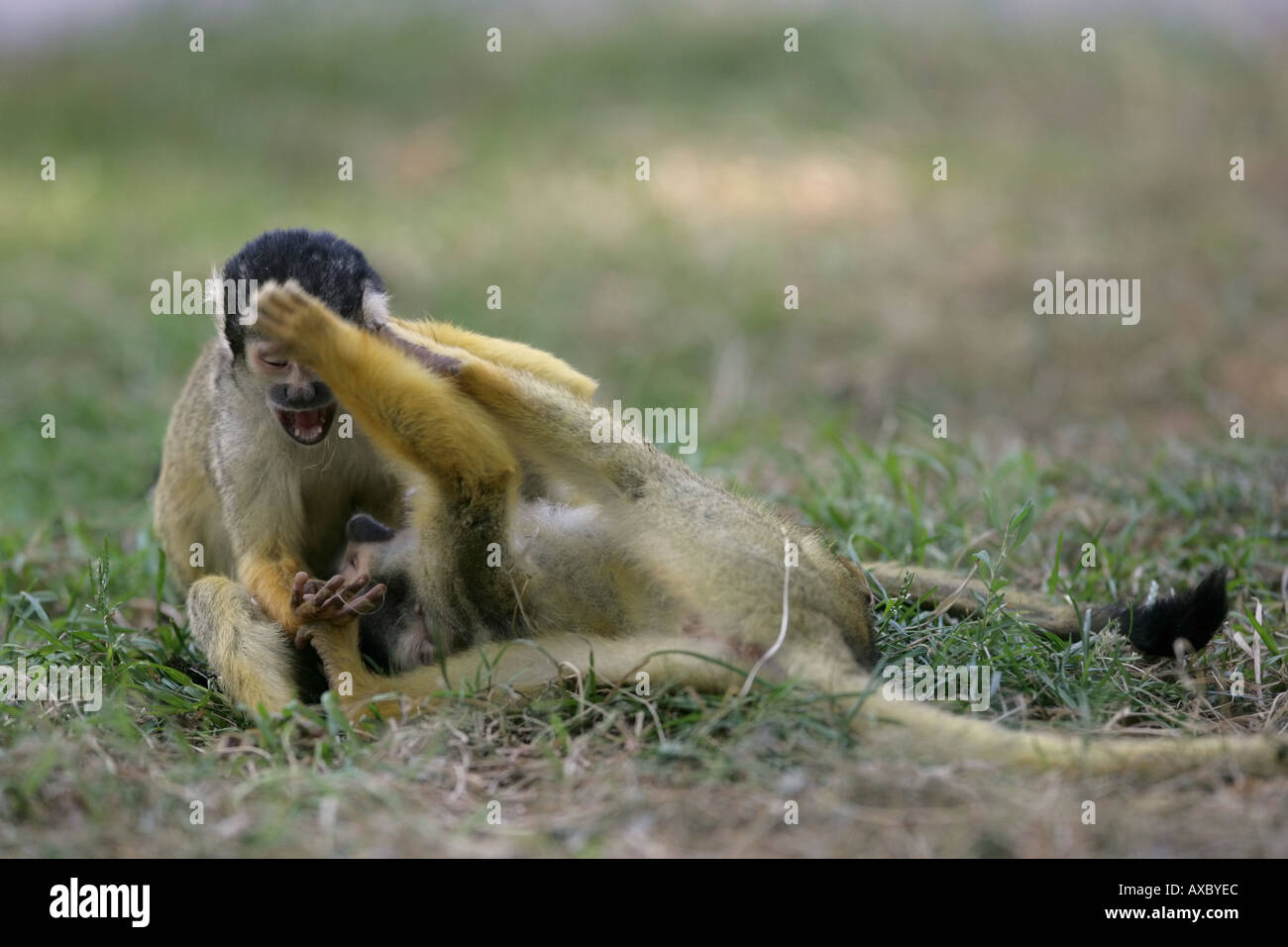 Spider Monkeys Fighting