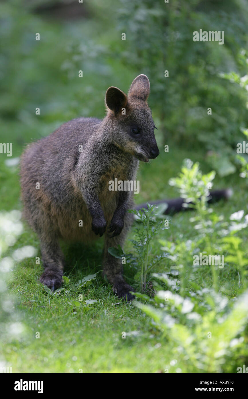 Wallaby bicolore hi-res stock photography and images - Alamy